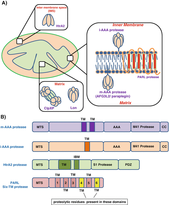 Emerging Roles of Mitochondrial Serine Protease HtrA2 in ...