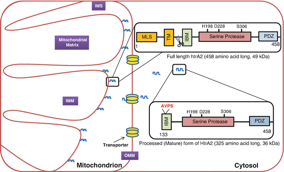 Emerging Roles of Mitochondrial Serine Protease HtrA2 in ...