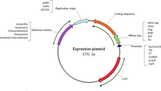 Escherichia coli: The Leading Model for the Production of Recombinant ...