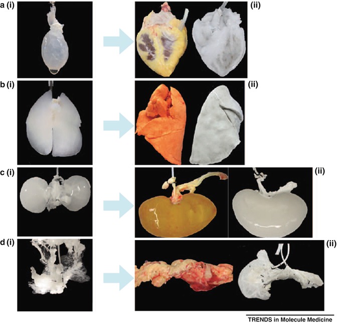 Decellularization | SpringerLink