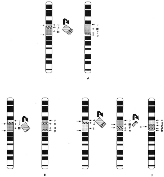 Chromosome Heteromorphism (Summaries) | SpringerLink