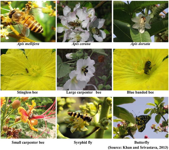 Insect Crop Pollinators | SpringerLink