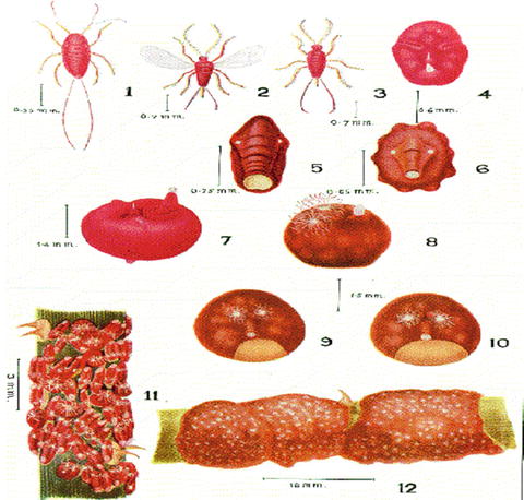 Lac Culture | SpringerLink