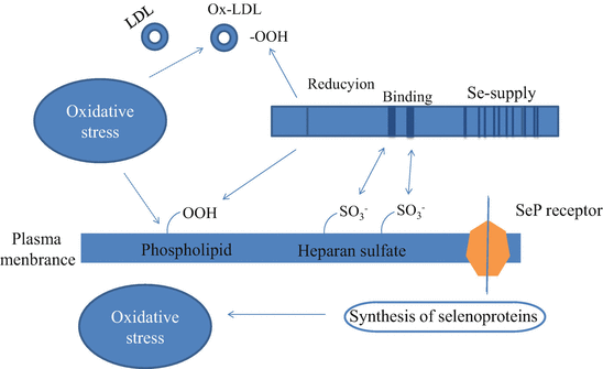 Structure, Function, and Nutrition of Selenium-Containing Proteins from ...