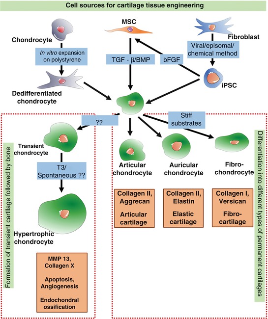 Cartilage Tissue Engineering: Scaffold, Cell, and Growth Factor-Based ...