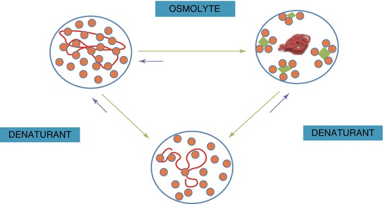 Osmolyte System and Its Biological Significance | SpringerLink