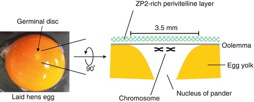 Fertilization 1: Sperm–Egg Interaction | SpringerLink