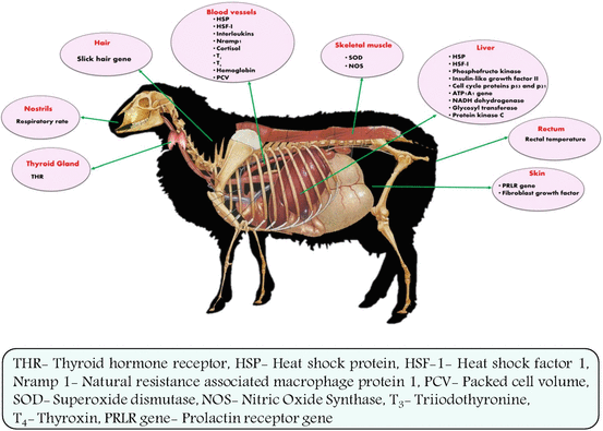 Measurement of Severity of Heat Stress in Sheep | SpringerLink