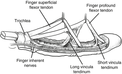 Functional Anatomy, Examination, and Functional Assessment of Hands ...