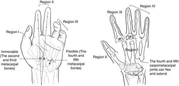 Functional Anatomy, Examination, and Functional Assessment of Hands ...