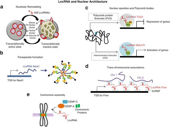 Long Noncoding RNA: Genome Organization and Mechanism of Action | SpringerLink
