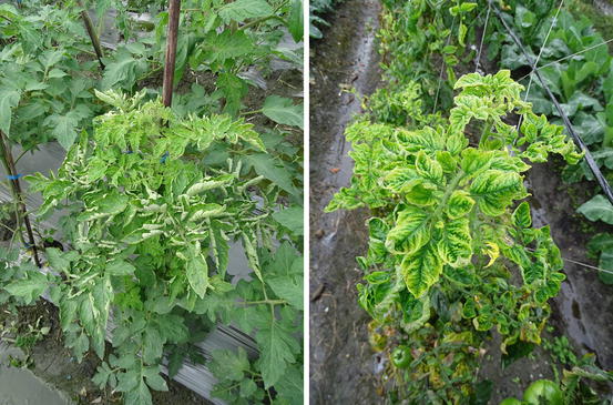 Begomovirus in Taiwan | SpringerLink