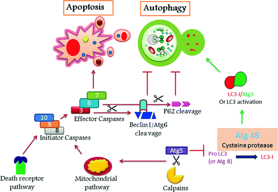 Role of Proteases in Regulating Cell Death Pathways | SpringerLink