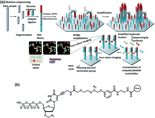Overview of Next-Generation Sequencing Technologies and Its Application ...