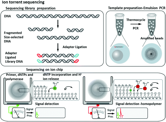 Overview of Next-Generation Sequencing Technologies and Its Application ...