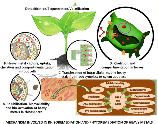 Phytoremediation and Rhizoremediation: Uptake, Mobilization and ...
