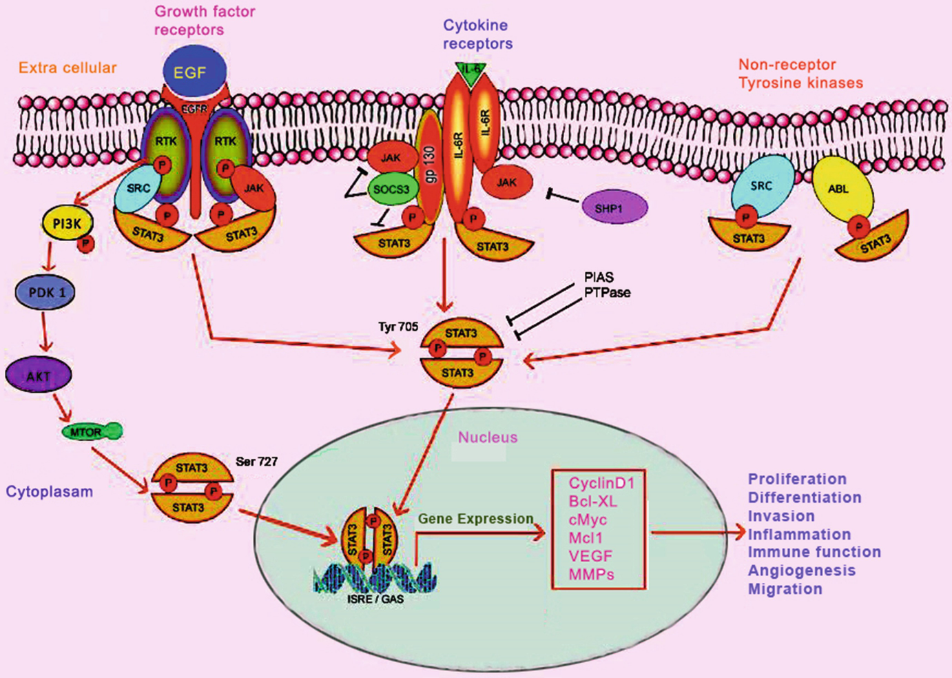 Role of STAT3 in Colorectal Cancer Development | SpringerLink