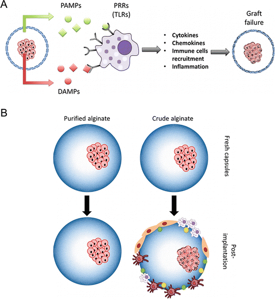 Alginate Microcapsules for Drug Delivery | SpringerLink