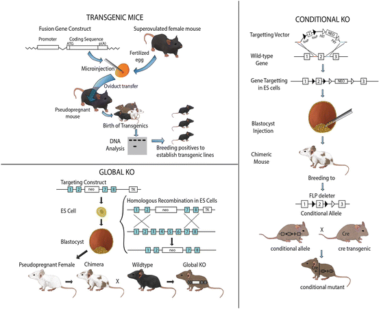 Using Genetically Engineered Mouse Models to Study Wnt Signaling in ...