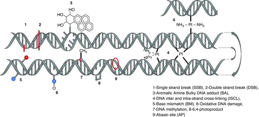 DNA Damage: Cellular Responses, Repair, and Cancer Treatment | SpringerLink