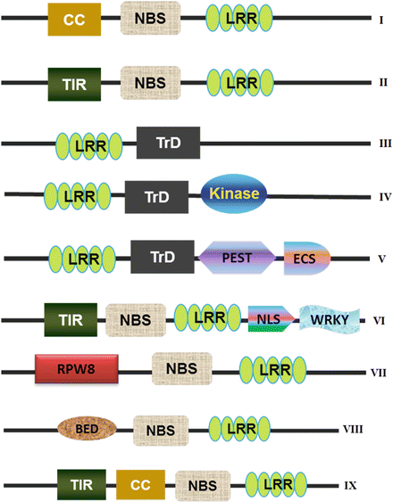 Role of NBS-LRR Proteins in Plant Defense | SpringerLink