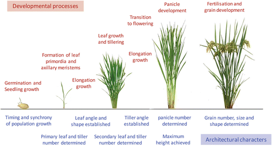 Rice Plant Architecture: Molecular Basis and Application in Breeding ...