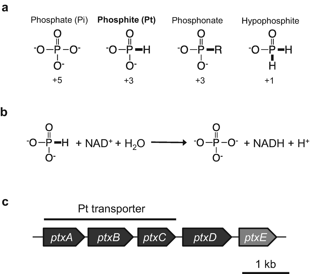 Biological Phosphite Oxidation and Its Application to Phosphorus ...