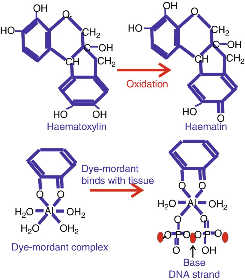 Haematoxylin and Eosin Stain of the Tissue Section | SpringerLink