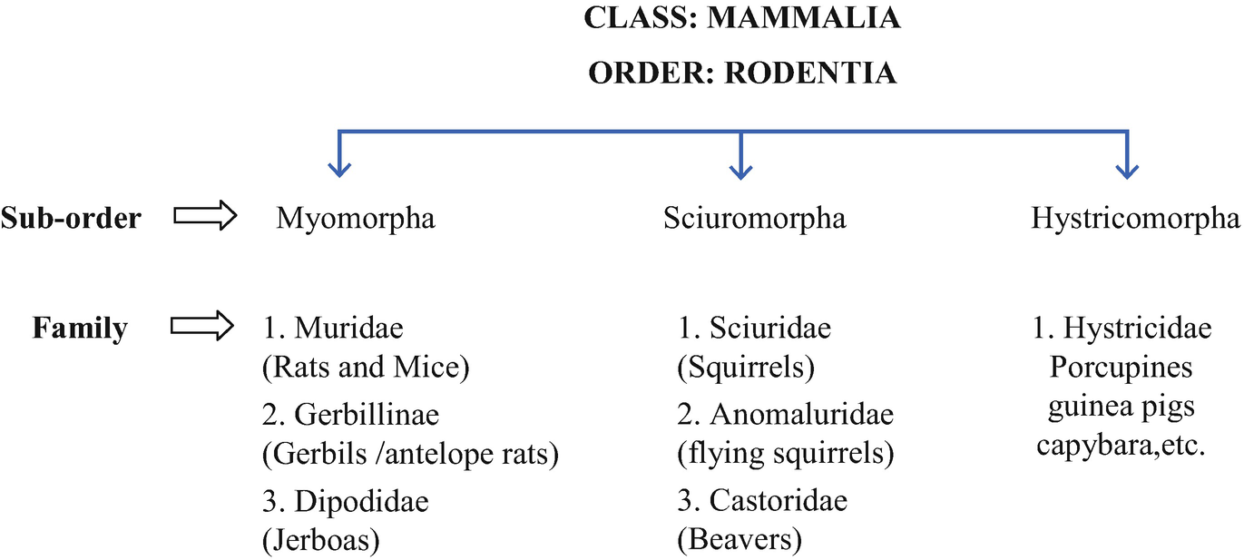 Rodents | SpringerLink