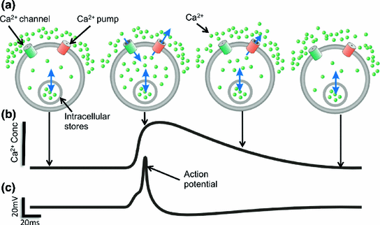 Holographic Functional Calcium Imaging of Neuronal Circuit Activity ...