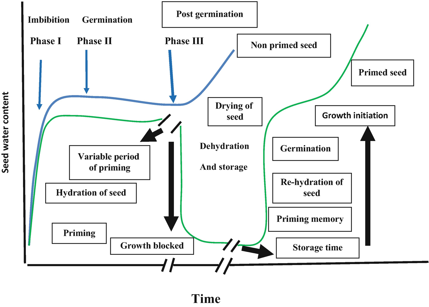Impact of Seed Priming on the Modulation of Physico-chemical and Molecular Processes During ...