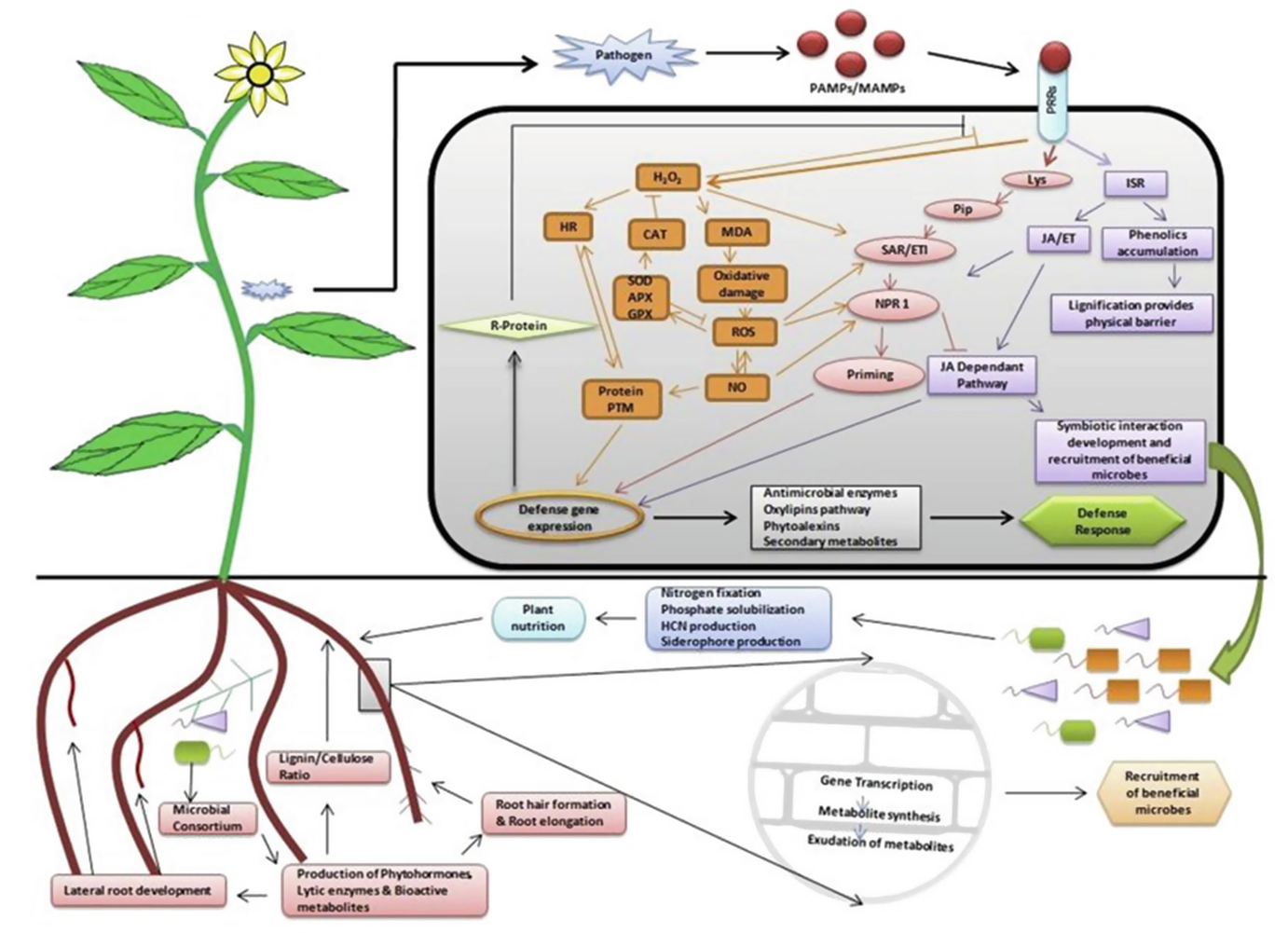 Role of Microbial Seed Priming and Microbial Phytohormone in Modulating Growth Promotion and ...