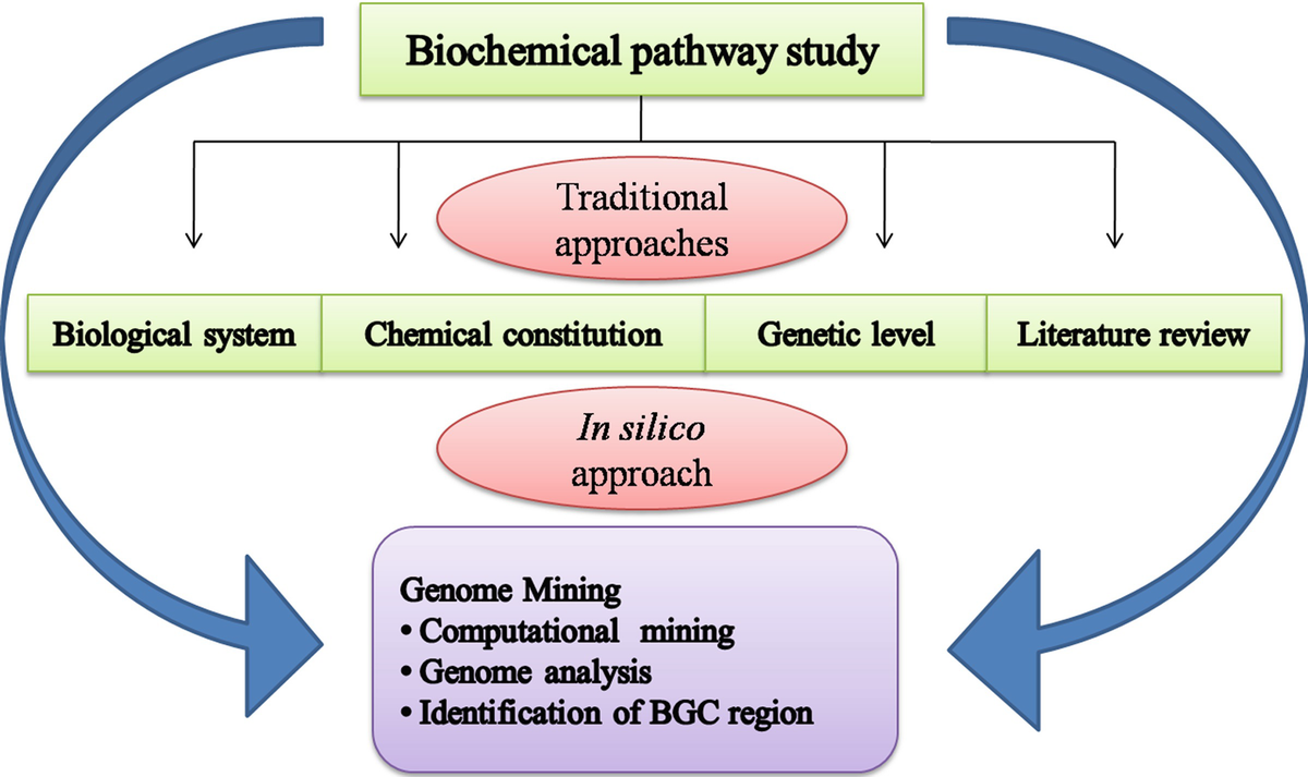 In Silico Approach to Analyze the Biochemical Pathways of Bacterial ...