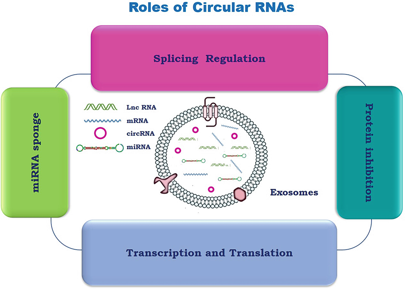 Circular RNA in Exosomes | SpringerLink
