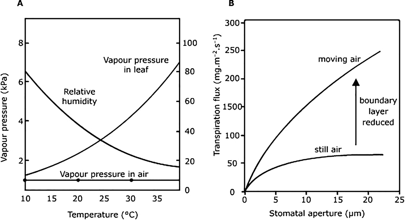 Plant Water Relations | SpringerLink