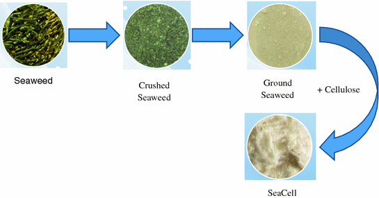 Regenerated Cellulosic Fibers and Their Implications on Sustainability ...