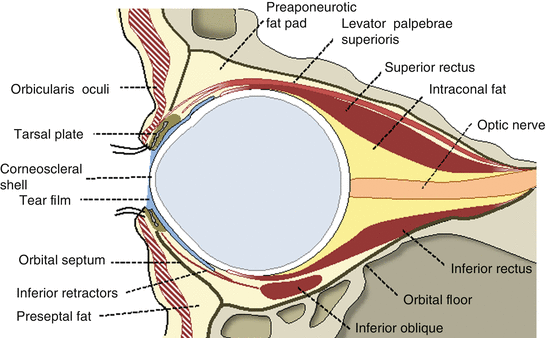 Protective Mechanisms of the Eye and the Eyelids | SpringerLink