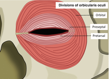 Protective Mechanisms of the Eye and the Eyelids | SpringerLink