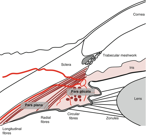 The Ciliary Body and Aqueous Fluid Formation and Drainage | SpringerLink