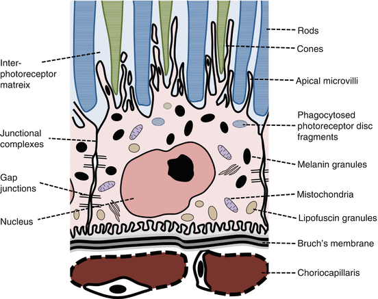 The Retinal Pigment Epithelium | SpringerLink