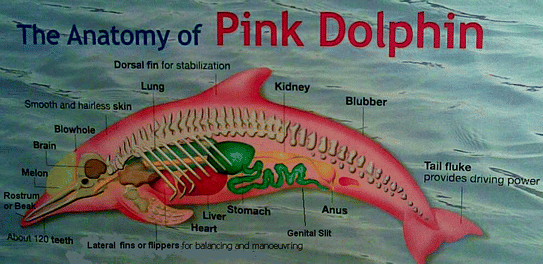 Pink Dolphins: A Serious Simulation Game | SpringerLink
