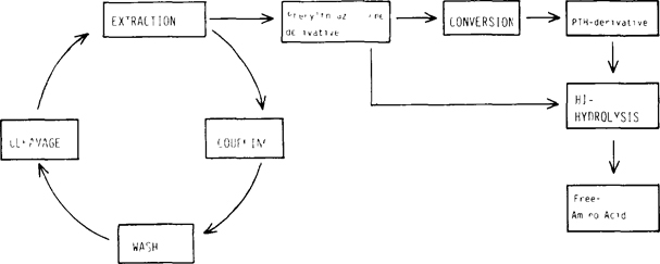 Manual Edman Degradation of Proteins and Peptides | SpringerLink
