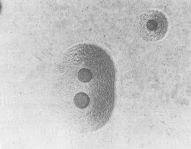Mycoplasma Detection | SpringerLink