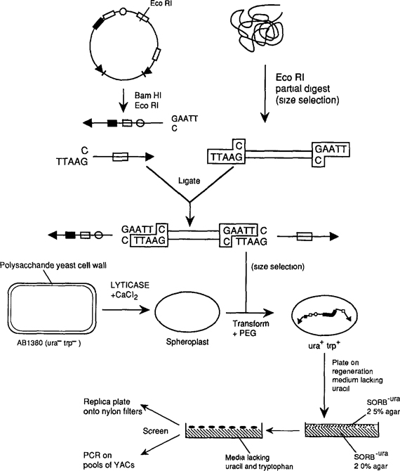 Yeast Artificial-Chromosome (YAC) Cloning Systems | SpringerLink