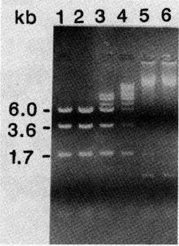 Yeast Artificial-Chromosome (YAC) Cloning Systems | SpringerLink