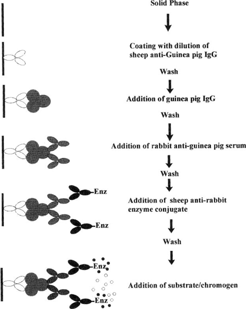 Basic Principles of ELISA | SpringerLink