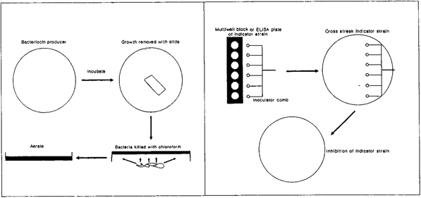 Bacteriocin Typing | SpringerLink