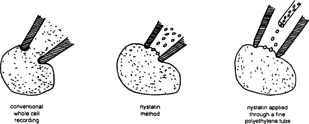 Perforated Patch-Clamp Technique | SpringerLink