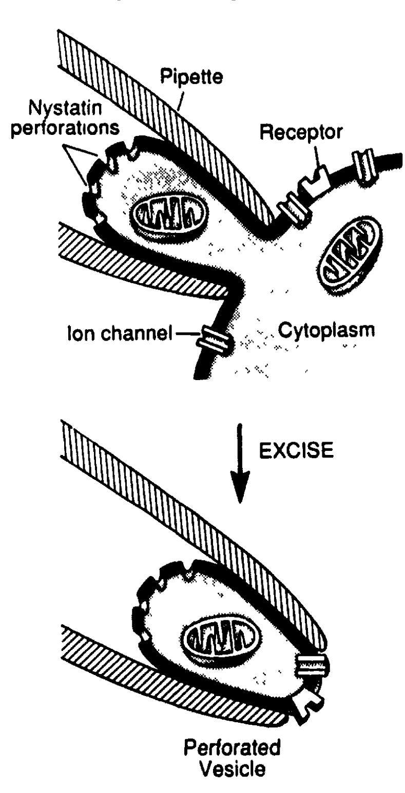 Perforated Patch-Clamp Technique | SpringerLink