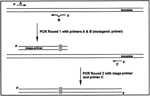 Site-Directed Mutagenesis Using Overlap Extension PCR | SpringerLink